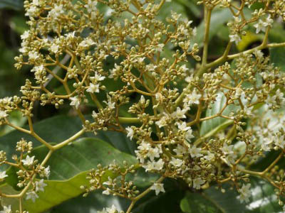 Madagascar Destination - Harungana madagascariensis